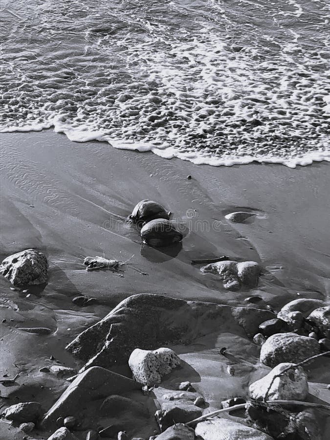 Black and White Ocean Side View. Coconuts in Sand, Rocks, (Mexico Stock ...