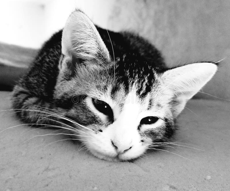 Black & White Old Soul Kitty Stock Image - Image of nose, white: 196786181