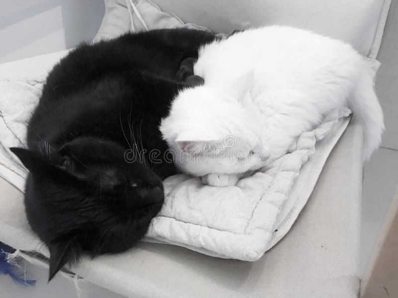 Black and White - stock image. Image of lovers, pair - 168434269