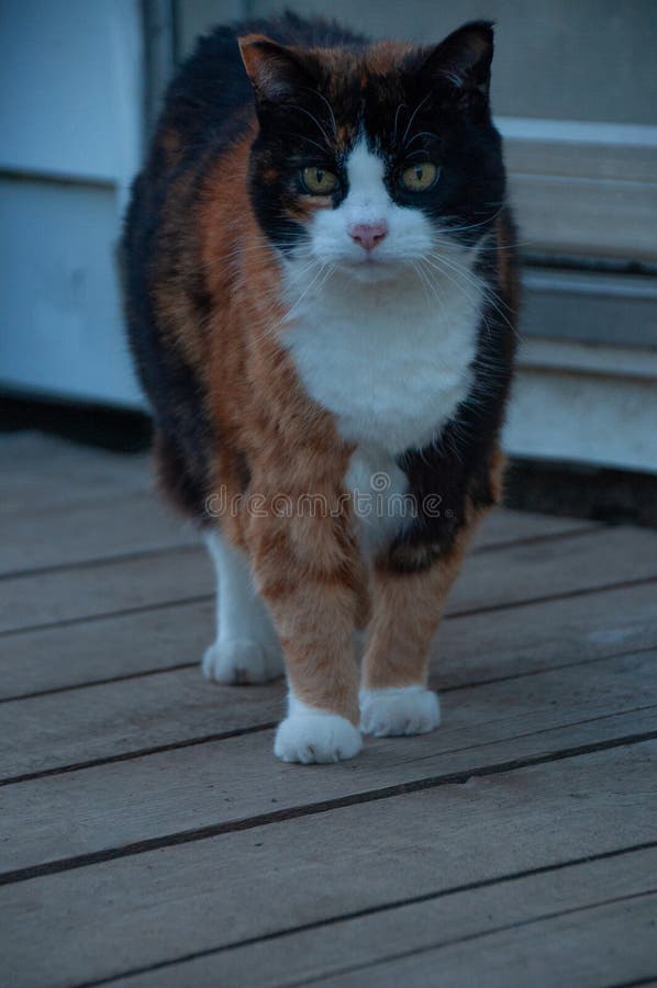 A Black, White and Orange Calico Cat Outside on the Deck Stock Image ...