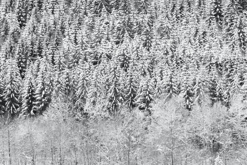 Winter Snowy Forest Texture Stock Image - Image of season, christmas ...