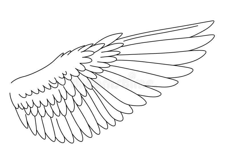 Bird Wings Spread Drawing