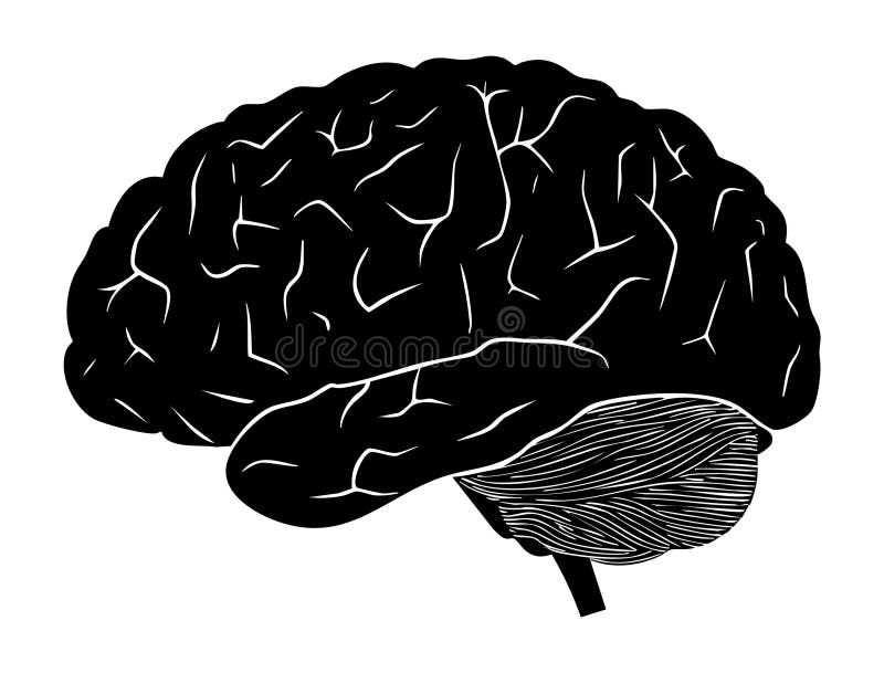 Black and White Outline Illustration of a Human Brain. Stock ...
