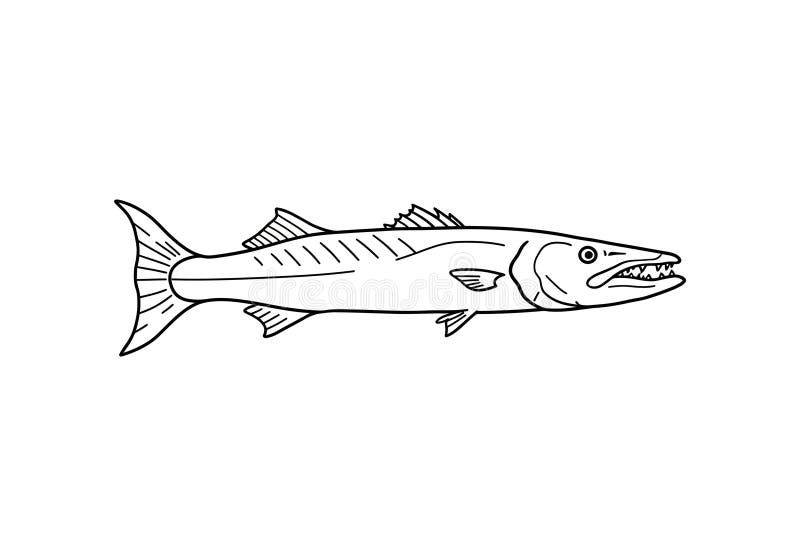 Barracuda Fish Drawing Stock Illustrations – 415 Barracuda Fish Drawing ...