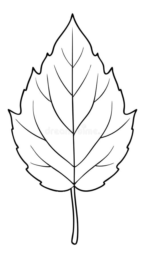 Outline of a Simple Leaf Drawing with Clear Veins and Serrated Edges ...