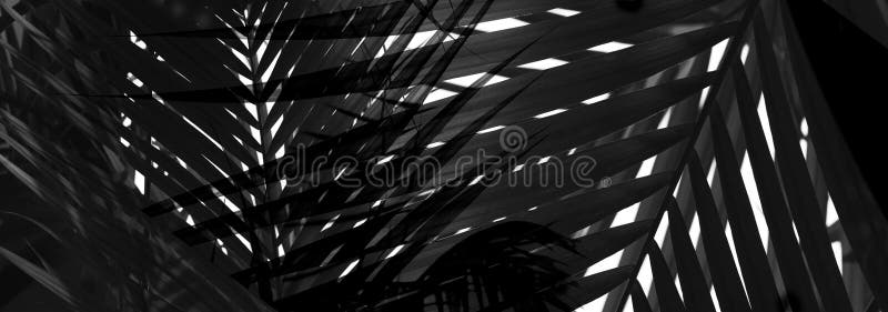 Black and White Palm Tropical Plants Leaf. Nature Light and Shadow Long ...