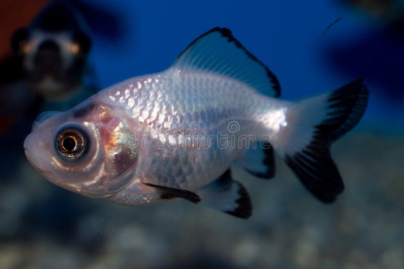 Black and White Panda Goldfish Stock Image - Image of gold, aquatic ...