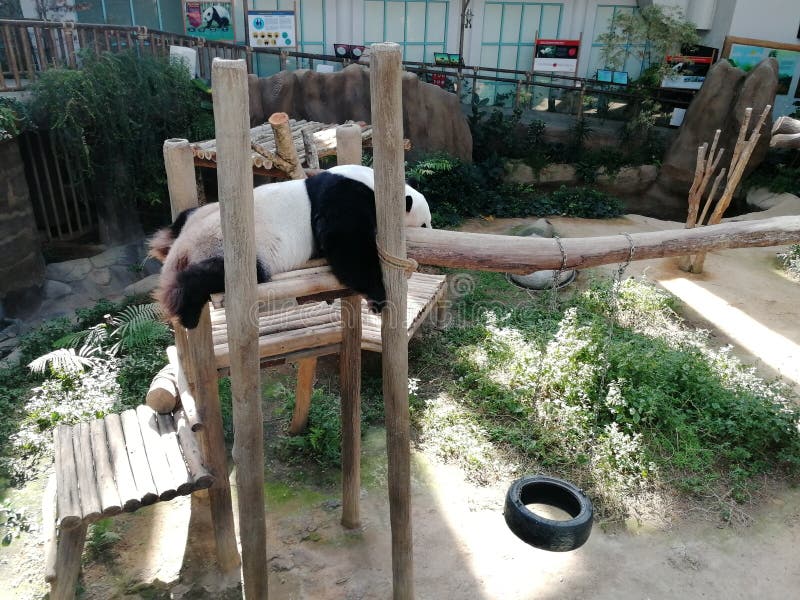 Panda Relax and Sleep after Breakfast Stock Image - Image of animals ...