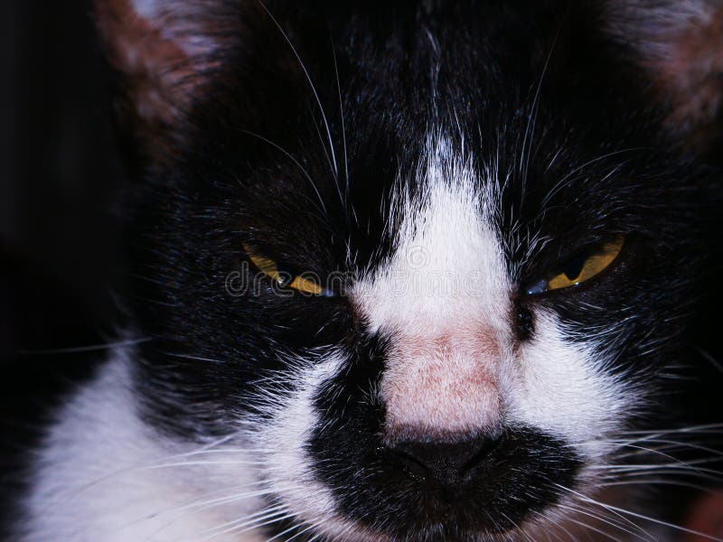 Black and White Patterned Cat with His Sharp Eyes Stock Photo - Image ...