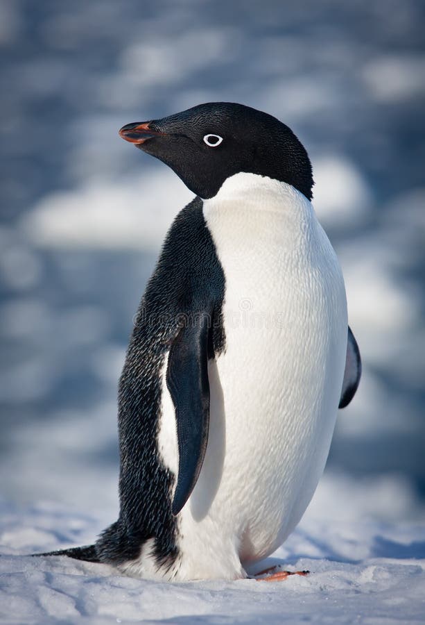 Black and white penguin stock image. Image of happy, penguin - 16708763