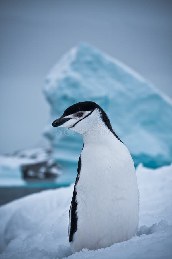 Black and white penguin stock image. Image of arctic - 16708771
