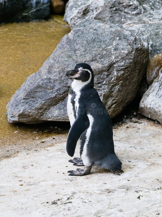 Black and white penguin stock photo. Image of wild, penguin - 22136446
