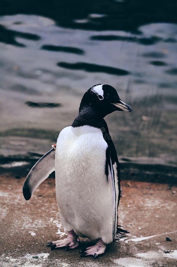 Black and White Penguin Stands on the Edge of a Body of Water Stock ...