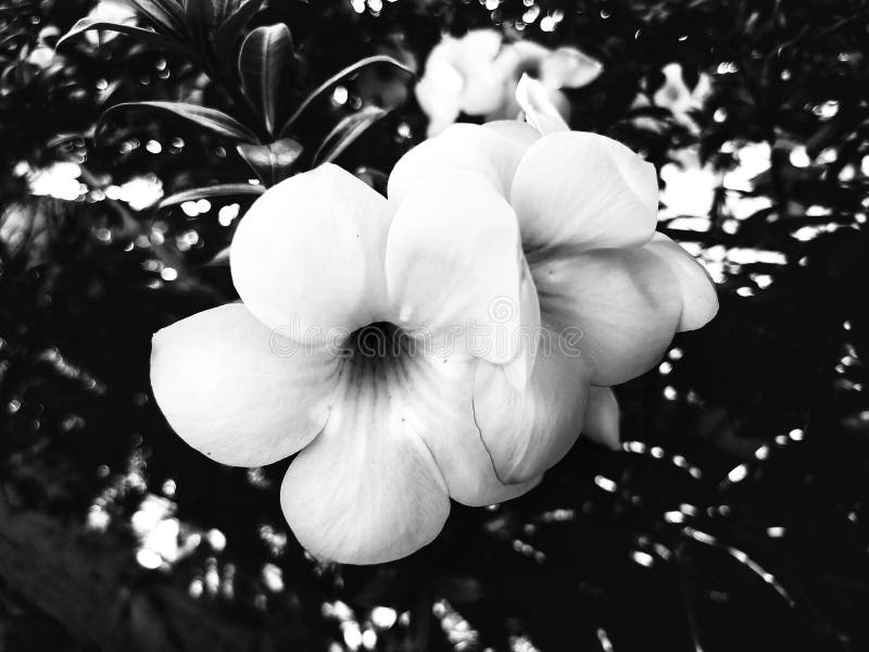 Black and White Photo of Allamanda Cathartica Stock Image - Image of ...