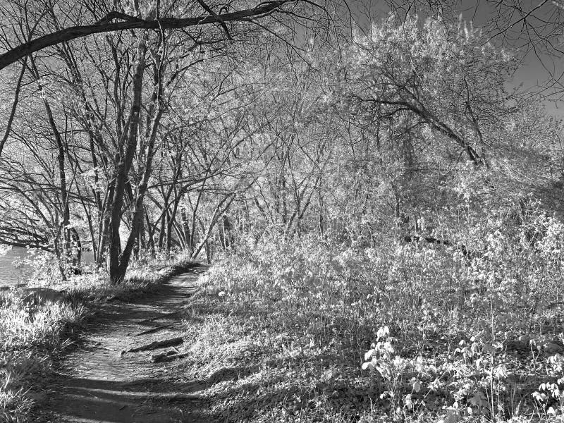 Beautiful Spring Path and Foliage during April Stock Photo - Image of ...