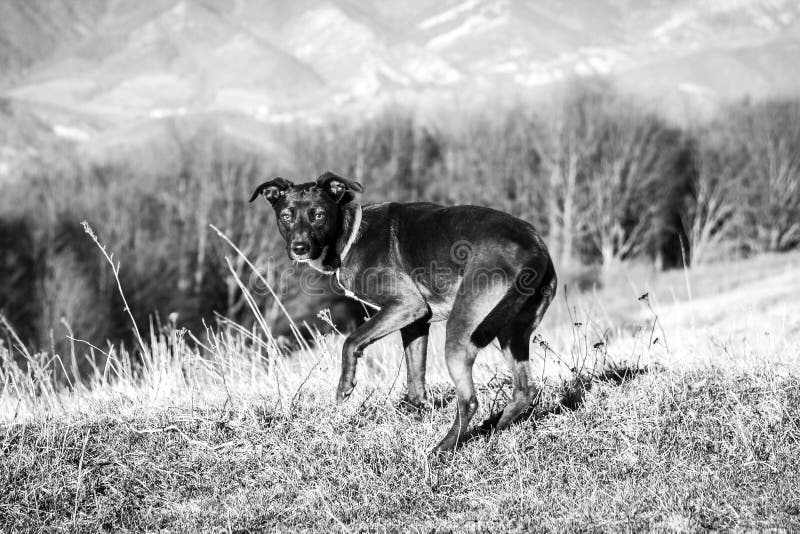 Black Lab Pointer Dog, BW stock image. Image of mountain - 138632193