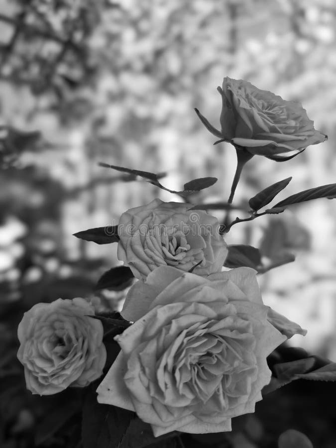 Black and White Photo of Blooming Roses. Stock Image - Image of ...