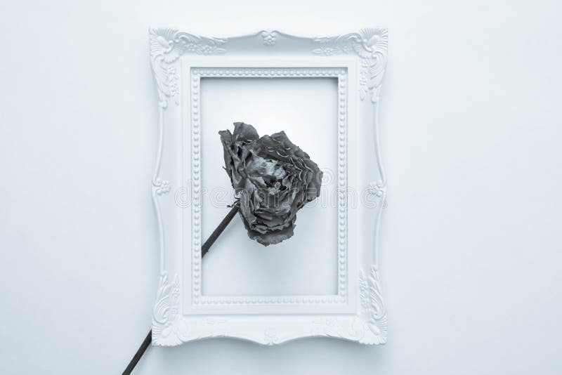 Black and White Photo, Dead Rose in White Frame for Photo Stock Image ...