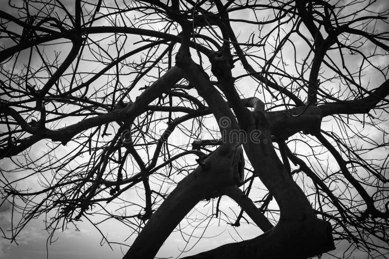 Black and White Photo of Dead Winter Tree Stock Photo - Image of bare ...
