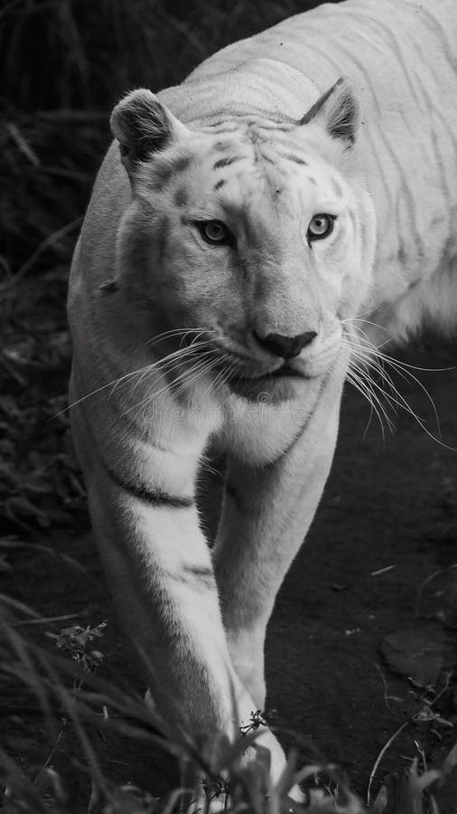 White tiger stock image. Image of tiger, elegant, black - 261880547