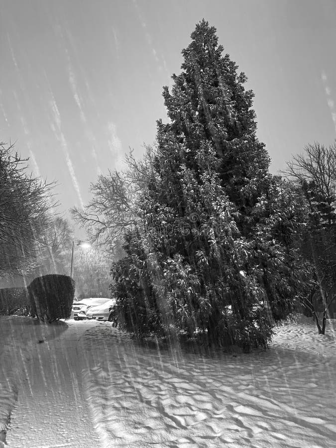 Evergreen Tree during the January Snow Storm Stock Image - Image of ...