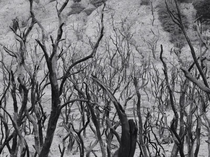 A Black and White Photo of a Forest with Dead Trees Stock Photo - Image ...