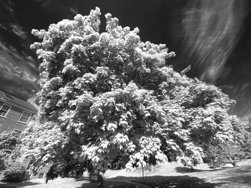 Infrared Tree and Clouds in Spring in April Stock Photo - Image of ...