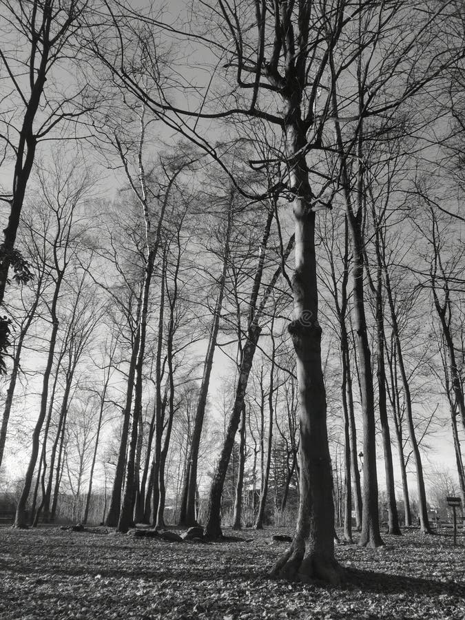 Black and White Photo Inside the Forest Stock Photo - Image of forest ...
