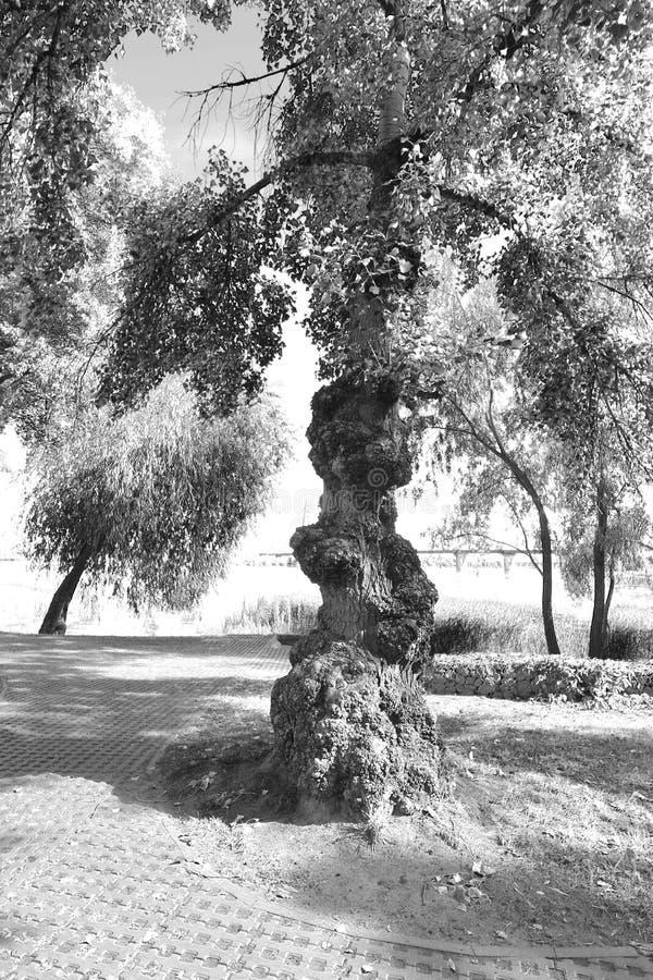 Black and White Photo of the Leafless Branches from a Dead Tree. Old ...