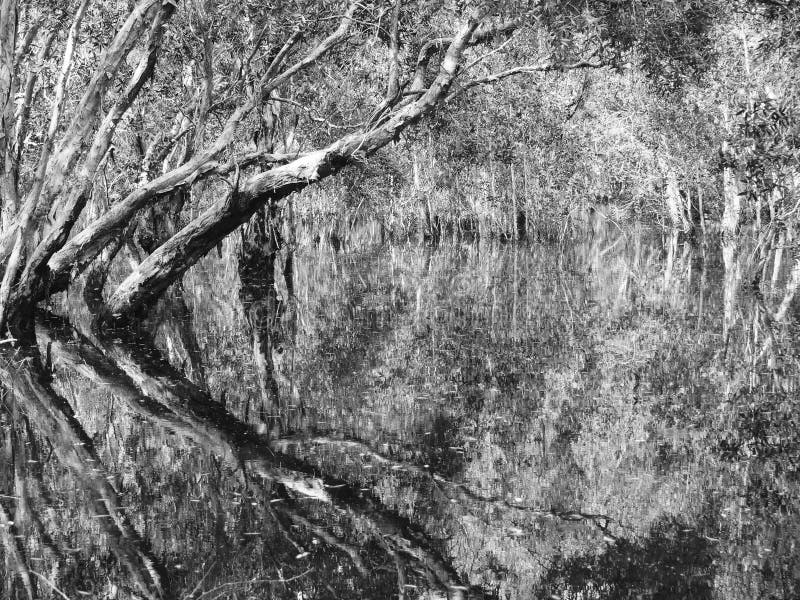 Black and White Photo, Mangrove Forest and Shadow Tree Stock Photo ...