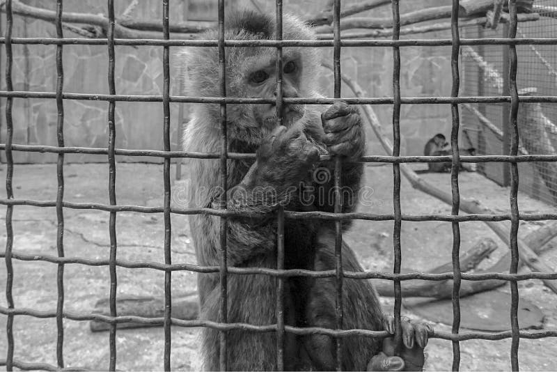 Monkey s prison stock photo. Image of animals, ideas - 30860288