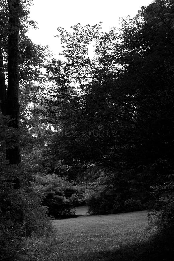 Natural Pathway in Black and White Stock Photo - Image of trees, open ...