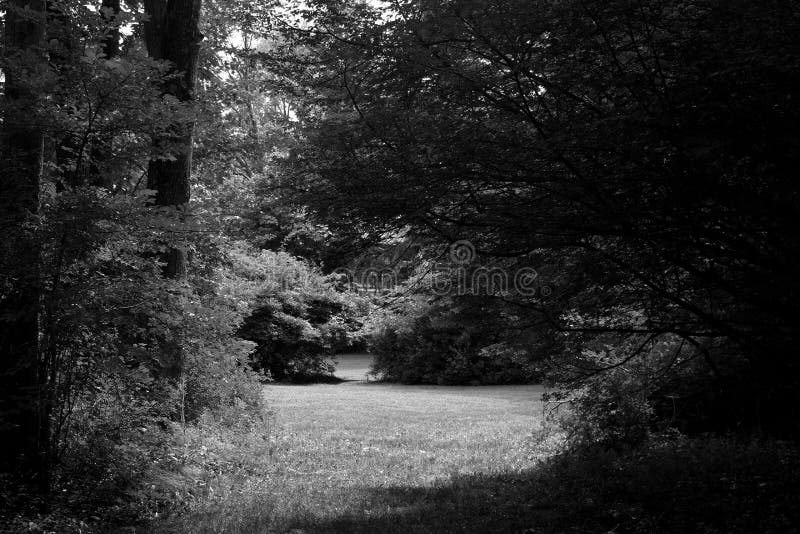 Natural Pathways in Black and White Stock Photo - Image of white ...