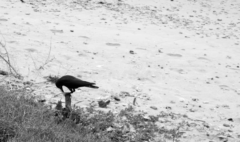 Raven on sand beach. stock photo. Image of animal, ocean - 107969344