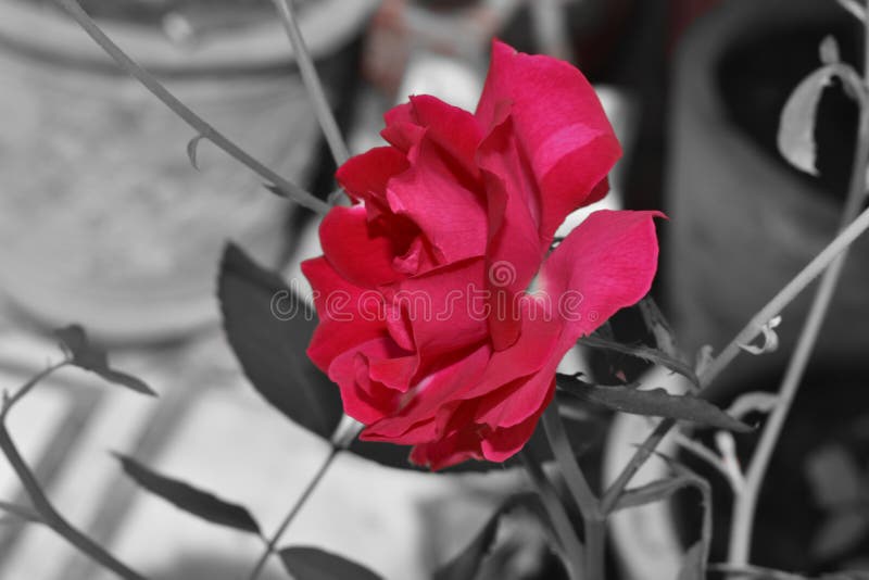 Black and White Photo with Red Rose Stock Image - Image of rose, black ...