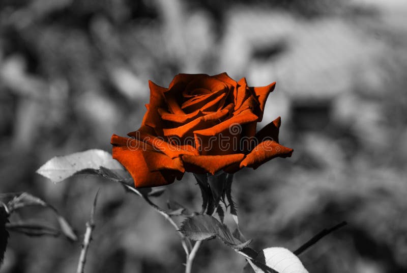 Black and White Photo with Red Rose Stock Image - Image of white, gift ...