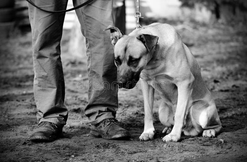 Black And White Photo Of A Sad Dog Stock Image - Image of cont, collar ...