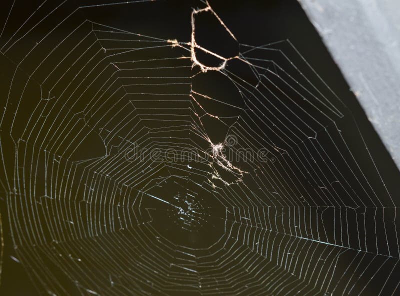 Black and White Photo of a Spiderweb on a Bridge Stock Image - Image of ...