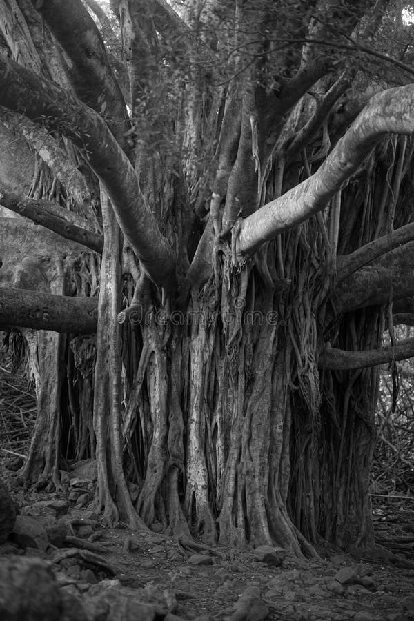Black and White Photo Spooky Tree Stock Image - Image of explore ...