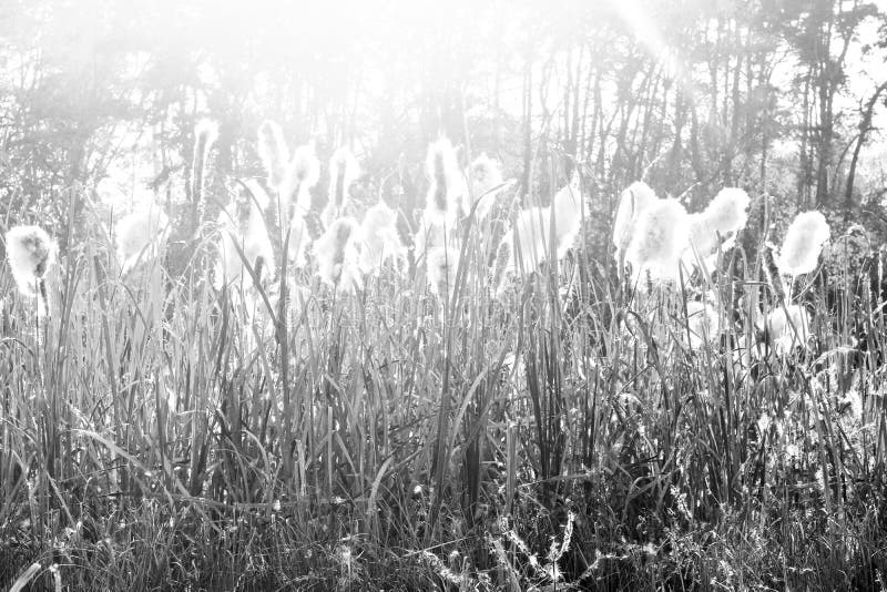 521 Black Sedge Grass Stock Photos - Free & Royalty-Free Stock Photos ...