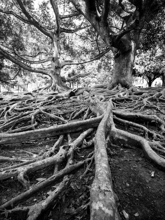 Roots of a Big Ficus Tree in the Jungle, Atherton Tablelands, Australia ...