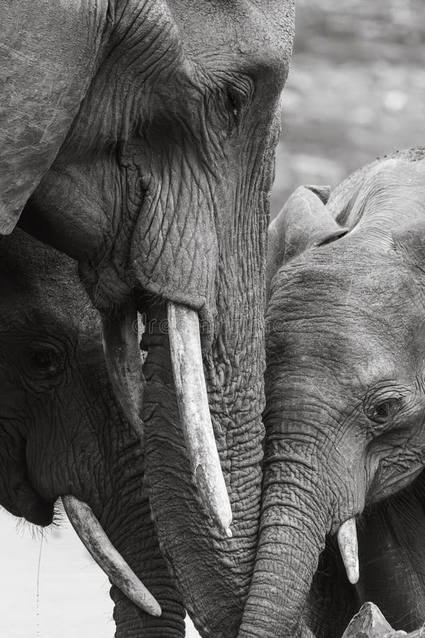 Black and White Photo of Three Elephants with Intertwined Trunks Stock ...