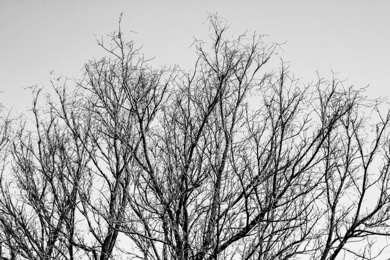 Black and White Photo of Tree Branches Stock Photo - Image of nature ...