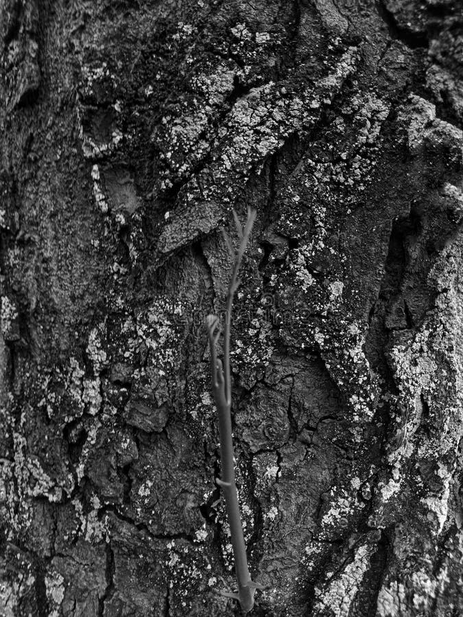 1,568 Black White Growing Tree Trunk Stock Photos - Free & Royalty-Free ...