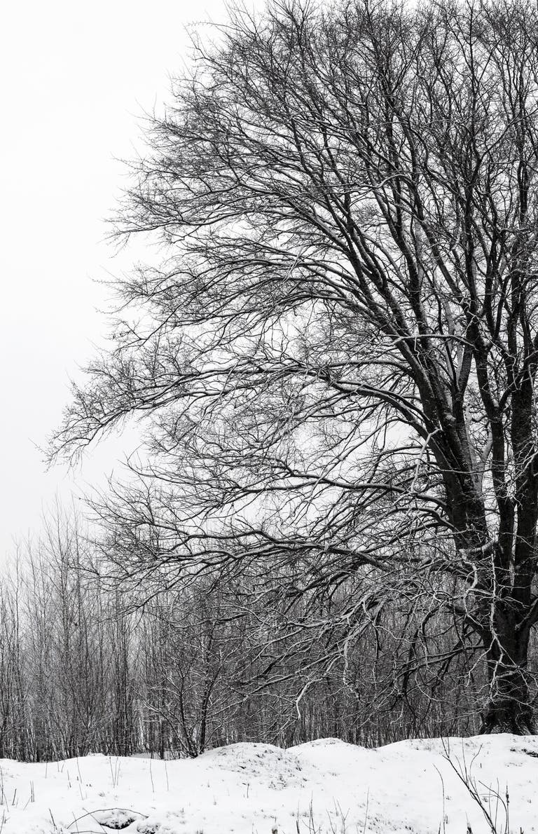 Printable Snow White Crown Stock Photos - Free & Royalty-Free Stock ...