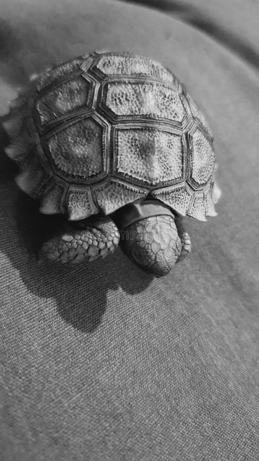 Turtle on a stone stock photo. Image of cartoon, turtle - 236957964