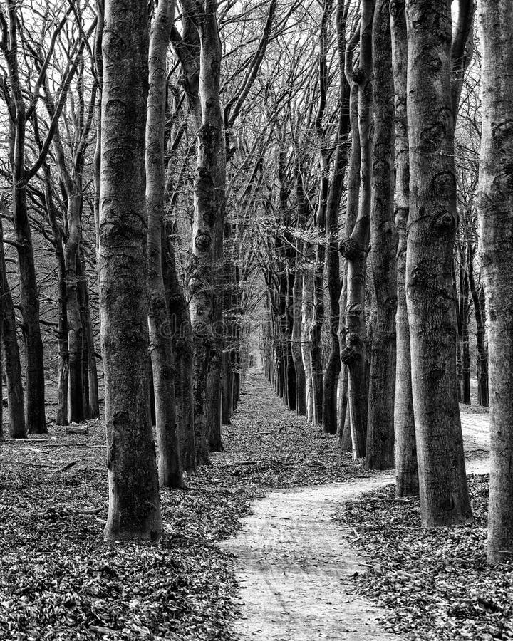Black and White Photograph of a Pathway in the Woods with Trees Stock ...