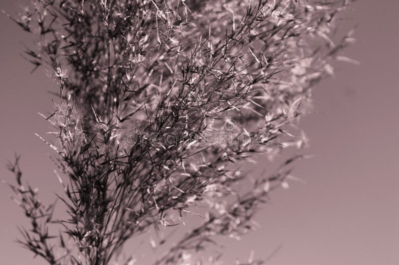 Macro grain stock photo. Image of frost, branch, twig - 273136744