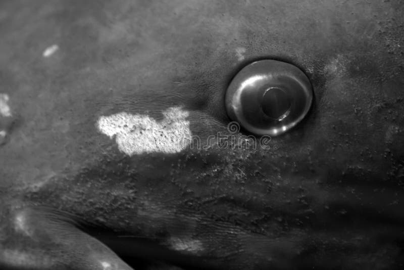 Black and White Photography of a Fish Eye Stock Image - Image of black ...