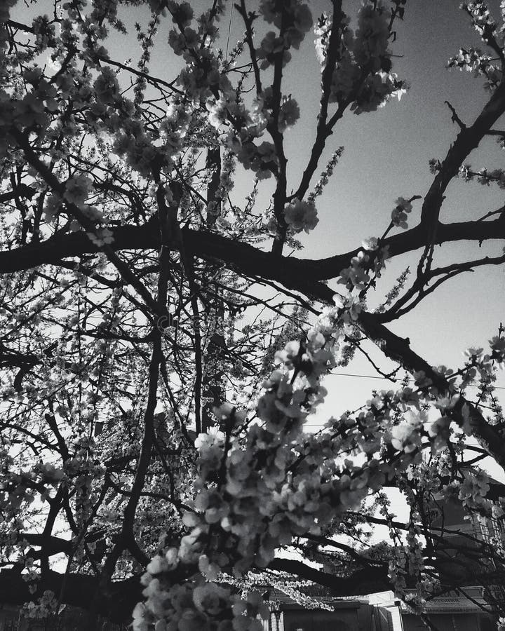 Black and White Photography, Spring Flowers, Spring Nature Stock Photo ...